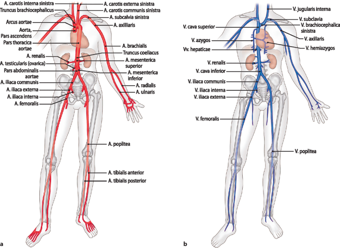 Gefäßchirurgie | SpringerLink