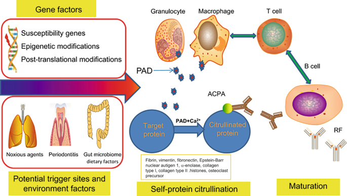Rheumatoide Arthritis und seltene Arthropathien der Schulter | SpringerLink