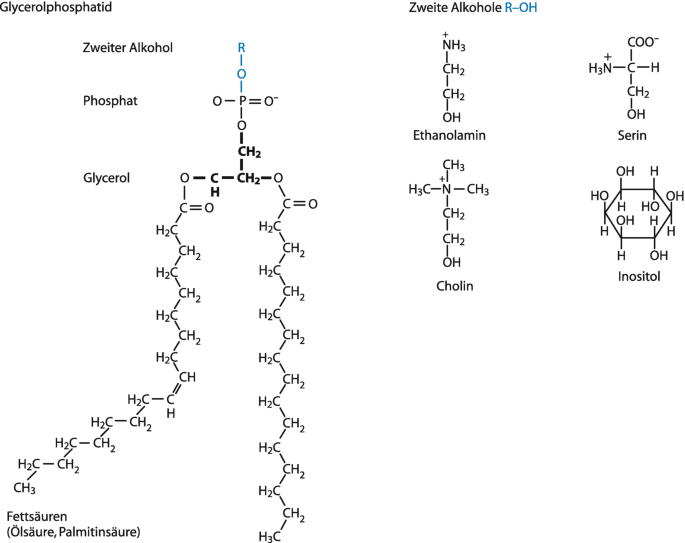 Lipide und biologische Membranen | SpringerLink