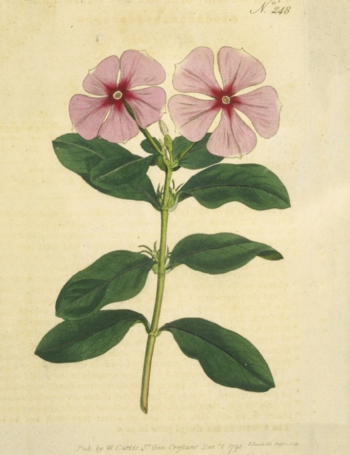 Medikamentöse Tumortherapie | SpringerLink