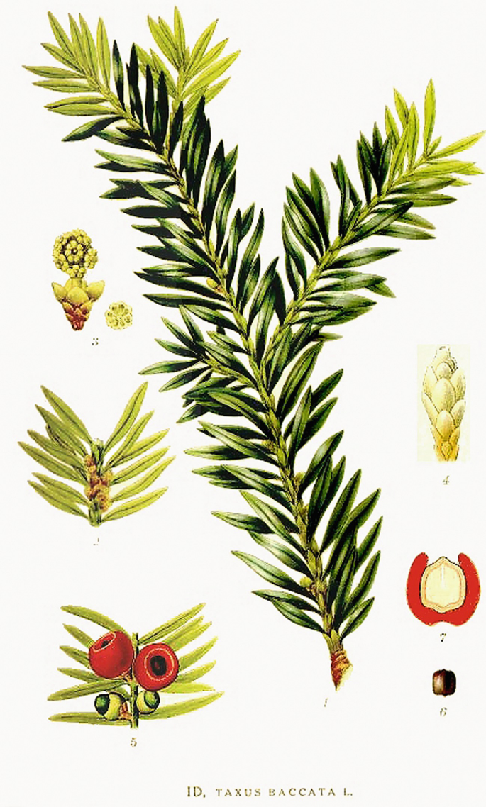 Medikamentöse Tumortherapie | SpringerLink