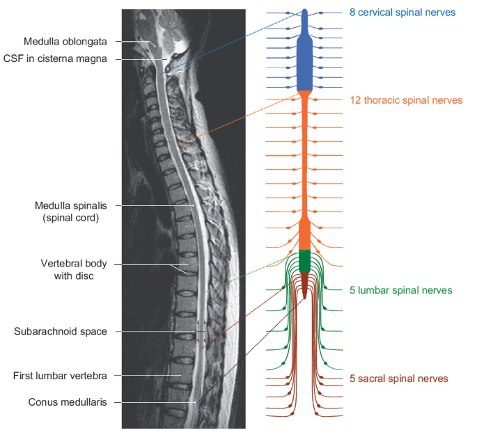 Axonal Regeneration in the Peripheral Nervous System | SpringerLink