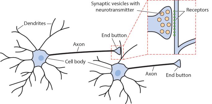 The Central Nervous System of Fish | SpringerLink