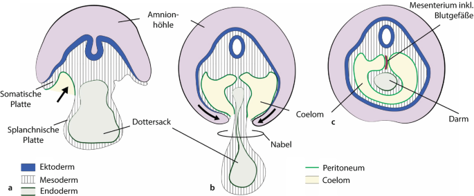 Anatomie, Embryologie und Pathophysiologie des Peritoneums | SpringerLink