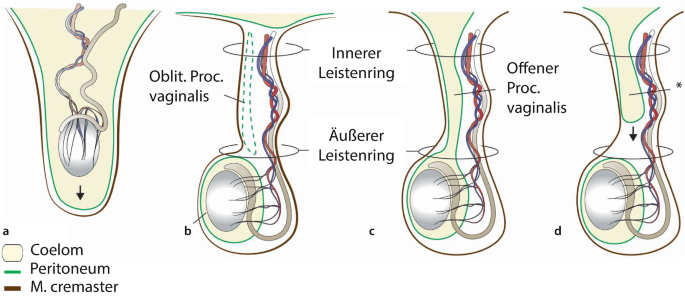 Anatomie, Embryologie und Pathophysiologie des Peritoneums | SpringerLink