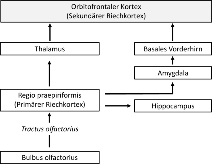 Anatomie, Physiologie, Wahrnehmung | SpringerLink