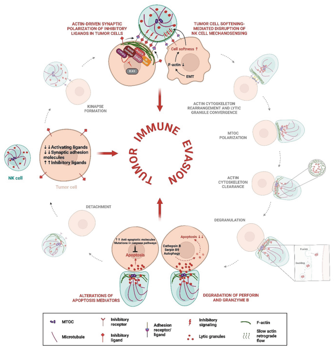 The Lytic Natural Killer Cell Immunological Synapse in Cancer ...
