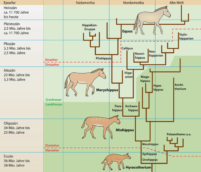 Die Frage der Höherentwicklung in der Evolution | SpringerLink