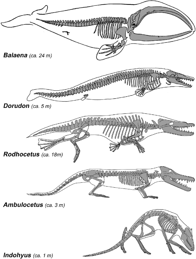 Evolutionsbiologie im Naturkundemuseum | SpringerLink