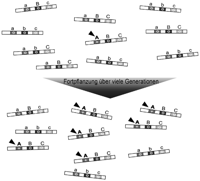 Selektion: Der Schlüssel zu Anpassung | SpringerLink