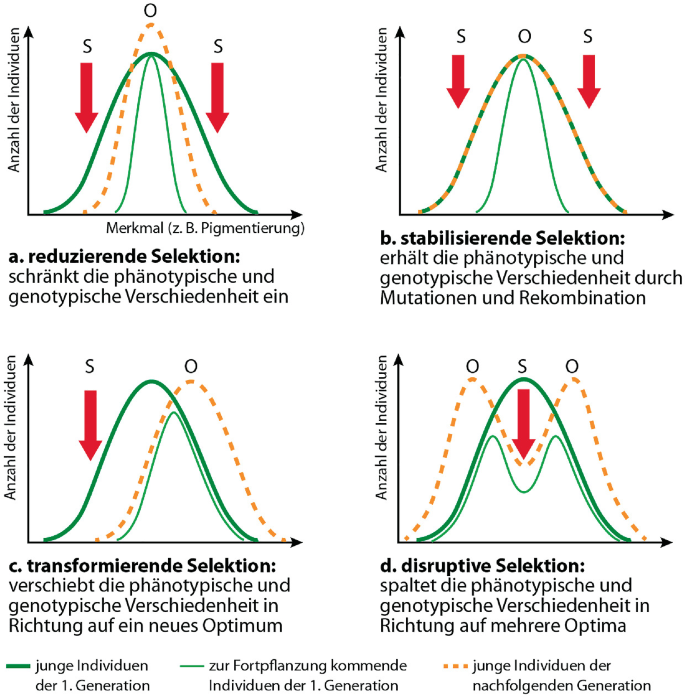 Selektion: Der Schlüssel zu Anpassung | SpringerLink