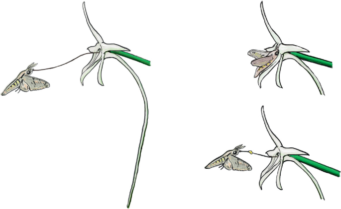 Koevolution | SpringerLink