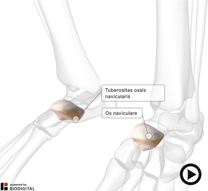 Palpation of Bony Reference Points | SpringerLink