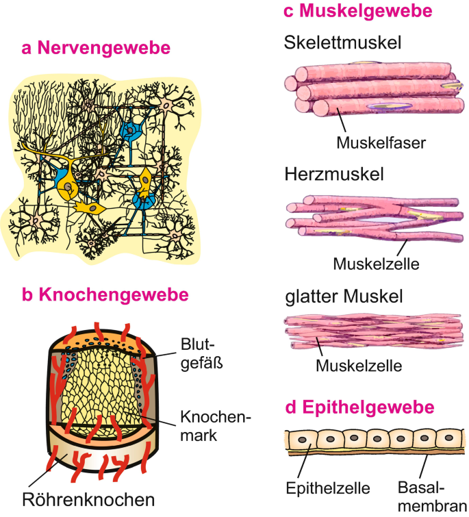 Gewebe und Organe | SpringerLink