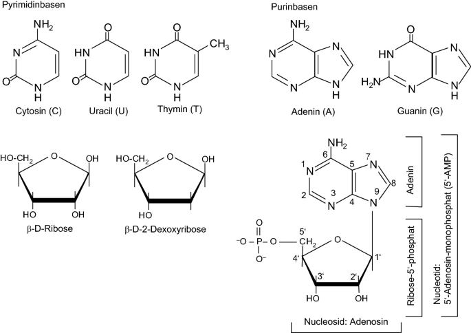 Nucleotide und Nucleinsäuren | SpringerLink