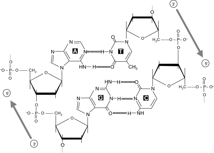 Nucleotide und Nucleinsäuren | SpringerLink