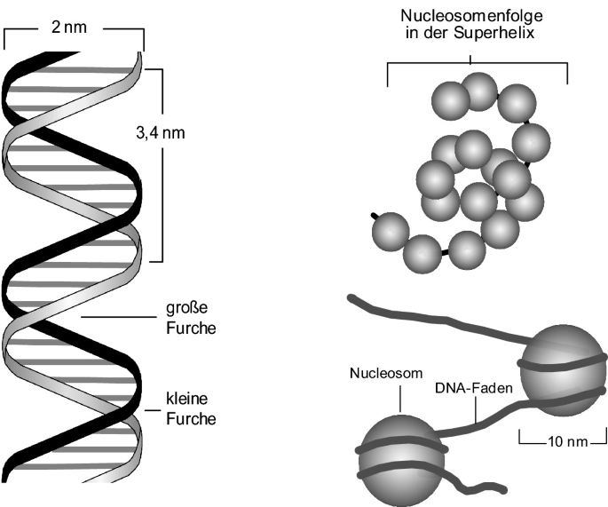 Nucleotide und Nucleinsäuren | SpringerLink