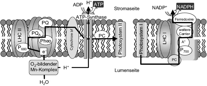 Photosynthese | SpringerLink