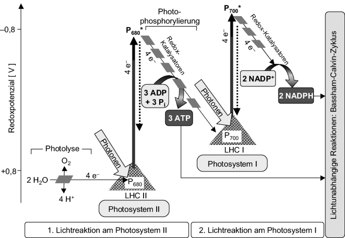 Photosynthese | SpringerLink