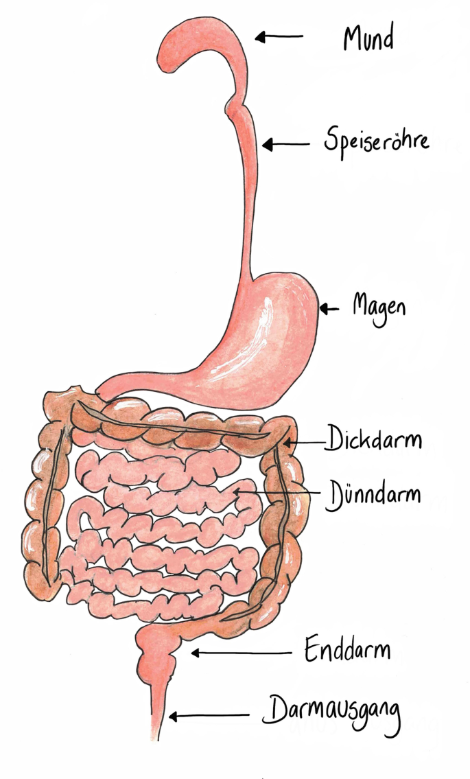 Der Darm und seine Bewohner | SpringerLink