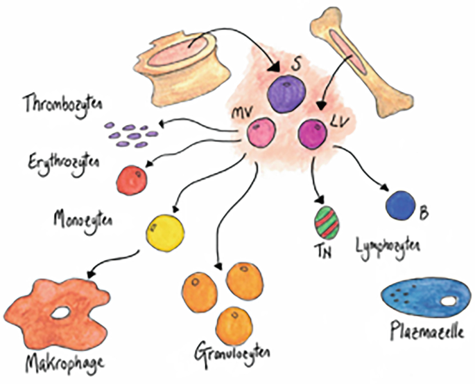 Ein Ausflug in unser Immunsystem | SpringerLink