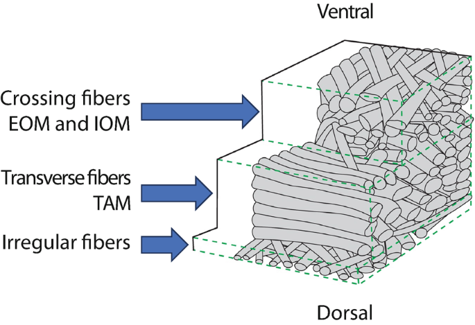 Anatomy of the Linea Alba | SpringerLink