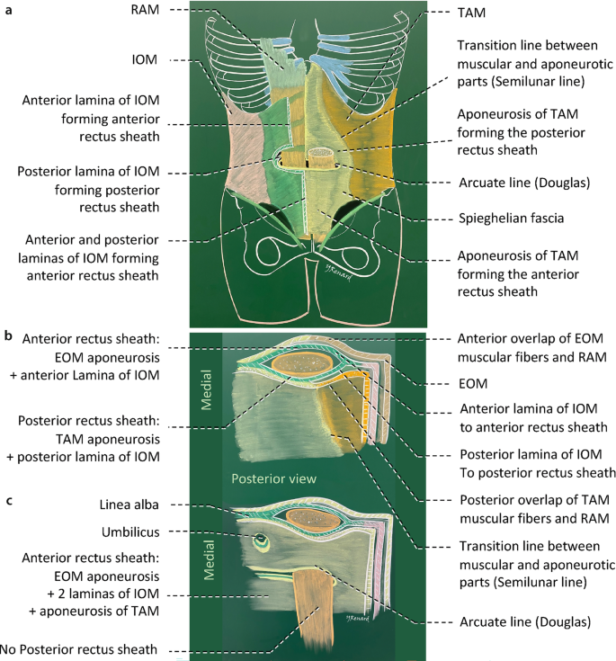 Anatomy of the Anterior Abdominal Wall | Springer Nature Link