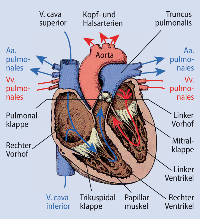 Anatomie Des Menschlichen Herzens Herz Anatomie Kardiologie Png Bild