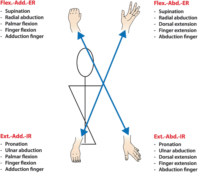 The Upper Extremity | Springer Nature Link