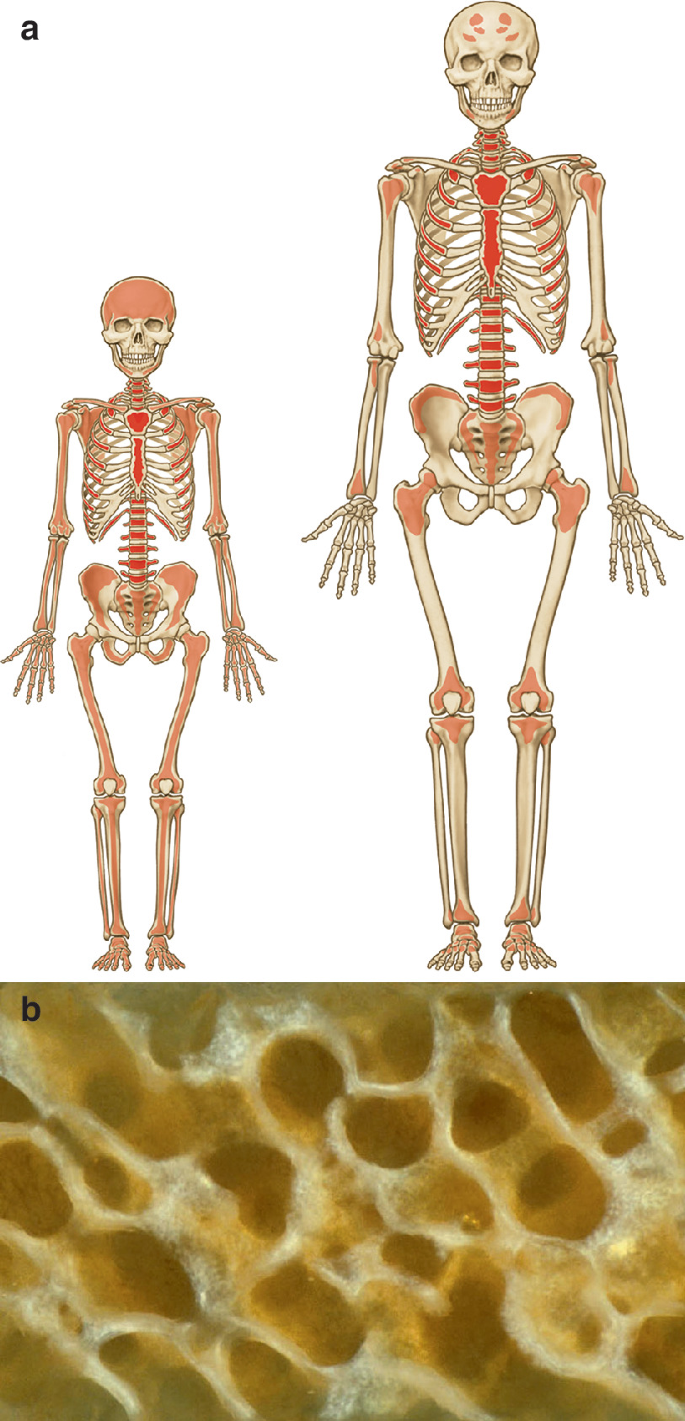 Anatomy and Physiology of the Bone–Bone Marrow System | SpringerLink