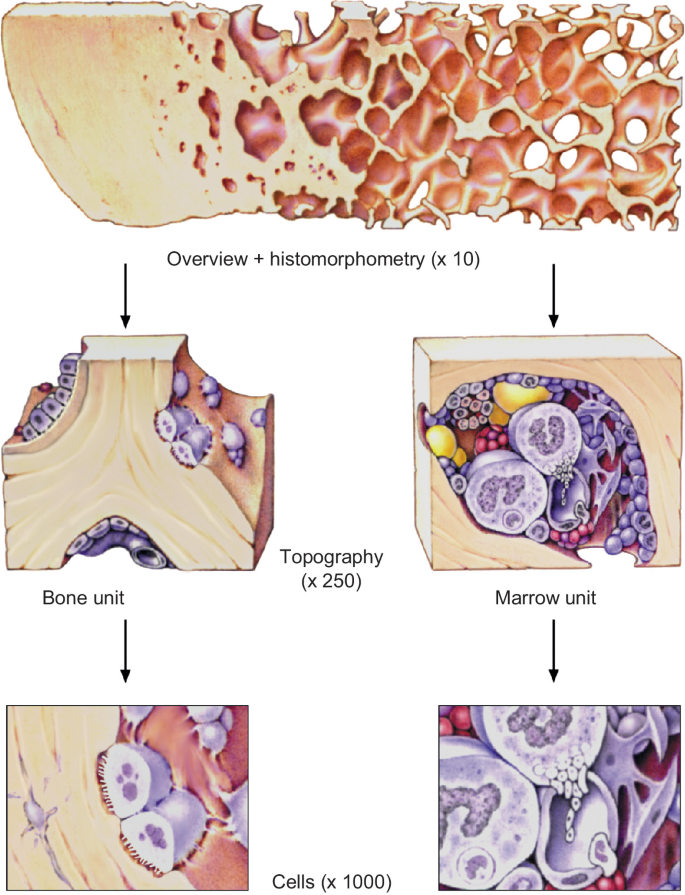 Anatomy and Physiology of the Bone–Bone Marrow System | SpringerLink