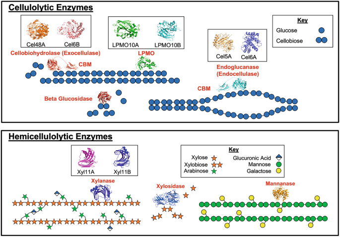 CAZyme Characterization and Engineering for Biofuels Applications ...
