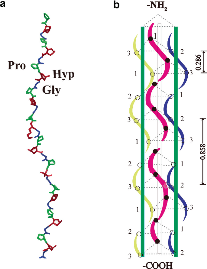 Hierarchical Structure of Collagen | SpringerLink