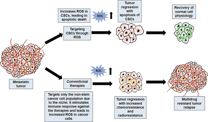 Reactive Oxygen Species and Cancer Stem Cells: Molecular Interactions ...
