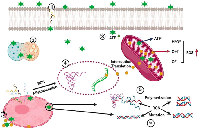 Nanotoxicity and Mechanisms | Springer Nature Link