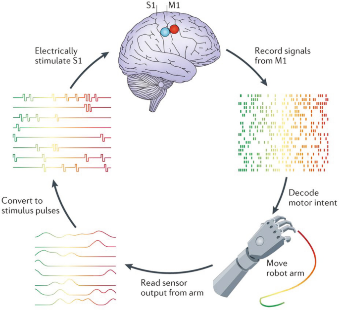 Artificial Sensory Feedback to the Brain: Somatosensory Feedback for Neural Devices and BCI ...