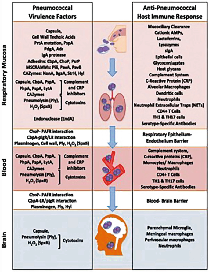 Streptococcus, Enterococcus and Pneumococcus | SpringerLink