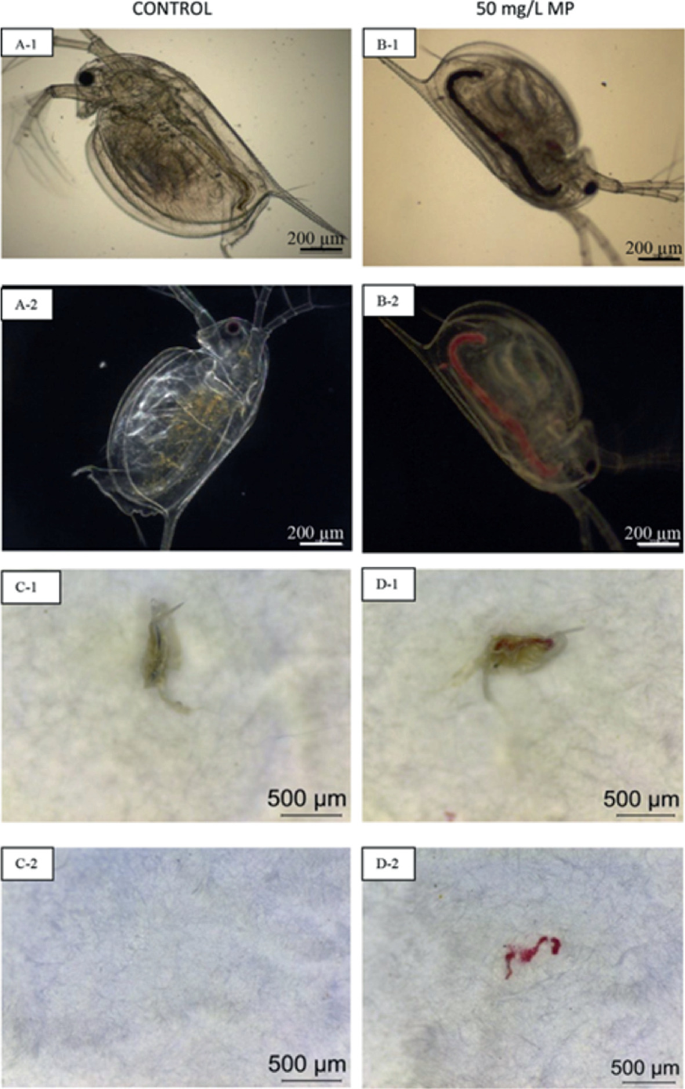 Impact of Microfiber/Microplastic Pollution | SpringerLink