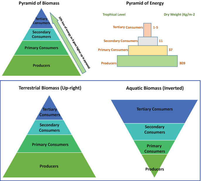 Biomass from Terrestrial Environments | SpringerLink