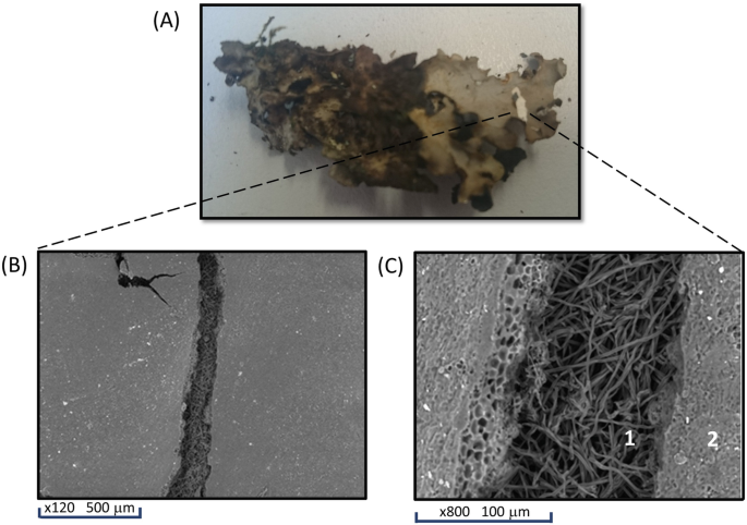 Lichen Biomass: A Perspective on Polymer Chemistry | SpringerLink