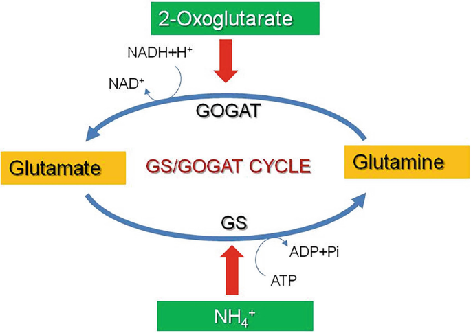 Biotechnology and Genomics-Based Strategies for Enhancing ...