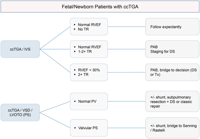 Congenitally Corrected Transposition of the Great Arteries (ccTGA ...