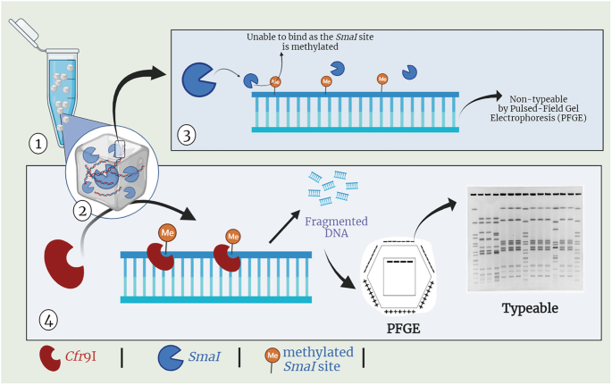 Evolution, Characteristics, and Clonal Expansion of Livestock ...
