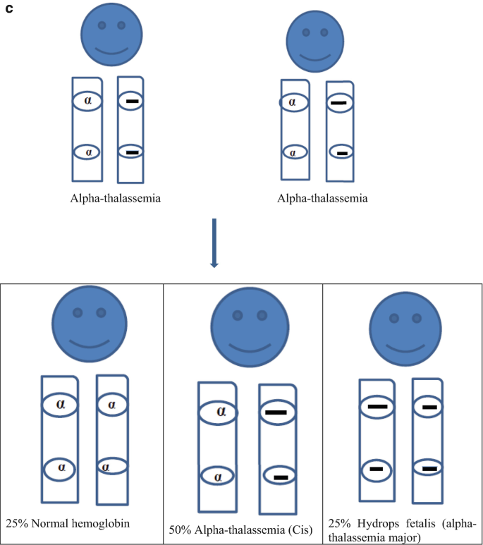 Alpha-Thalassemia | SpringerLink