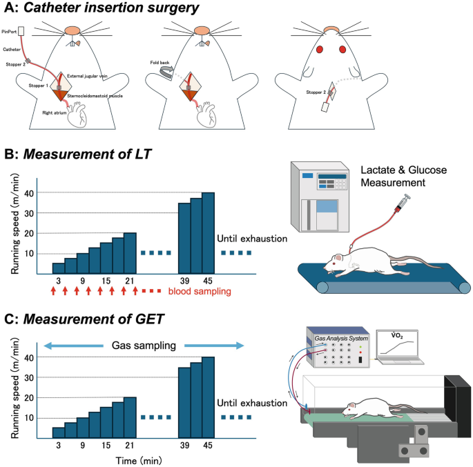 Treadmill Running Model for Rodents as a Translational Approach Based ...
