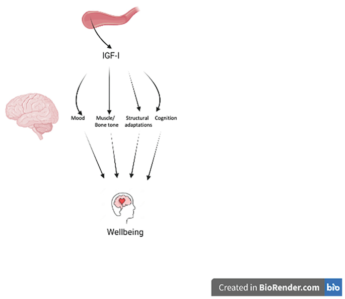 Interoceptive Signaling by Circulating Insulin Like Growth Factor I and ...