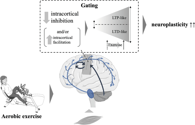 Gating of Neuroplasticity: Effects and Mechanisms of Acute Aerobic ...