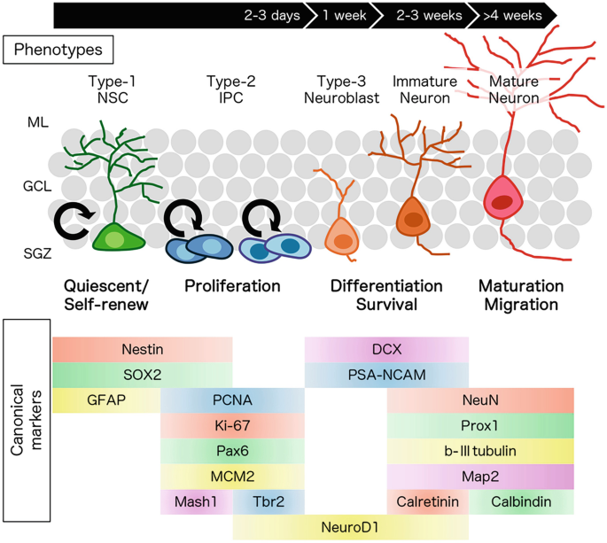 Hippocampal Neurogenesis via Light-Intensity Running and Its Mechanism ...
