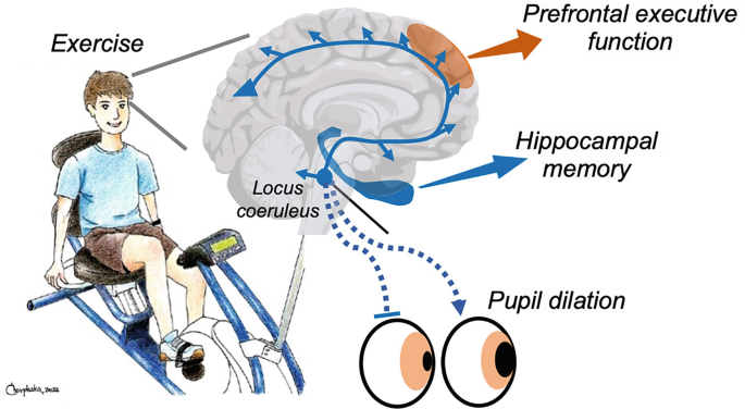 Pupil Dynamics Predict Exercise Brain Stimulation: An Overview of ...