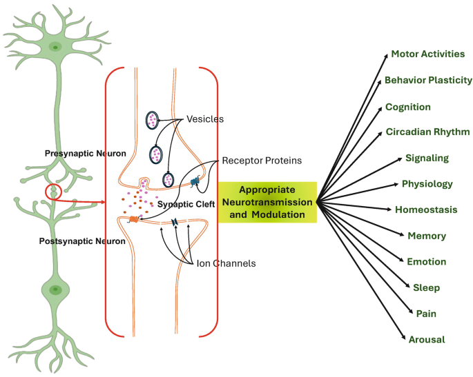 Neurotransmitter Modulation and Cognitive Enhancement | SpringerLink